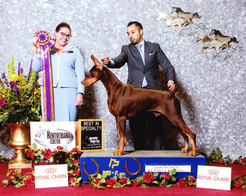 2018 Specialty Shows – Miami Valley Doberman Pinscher Club